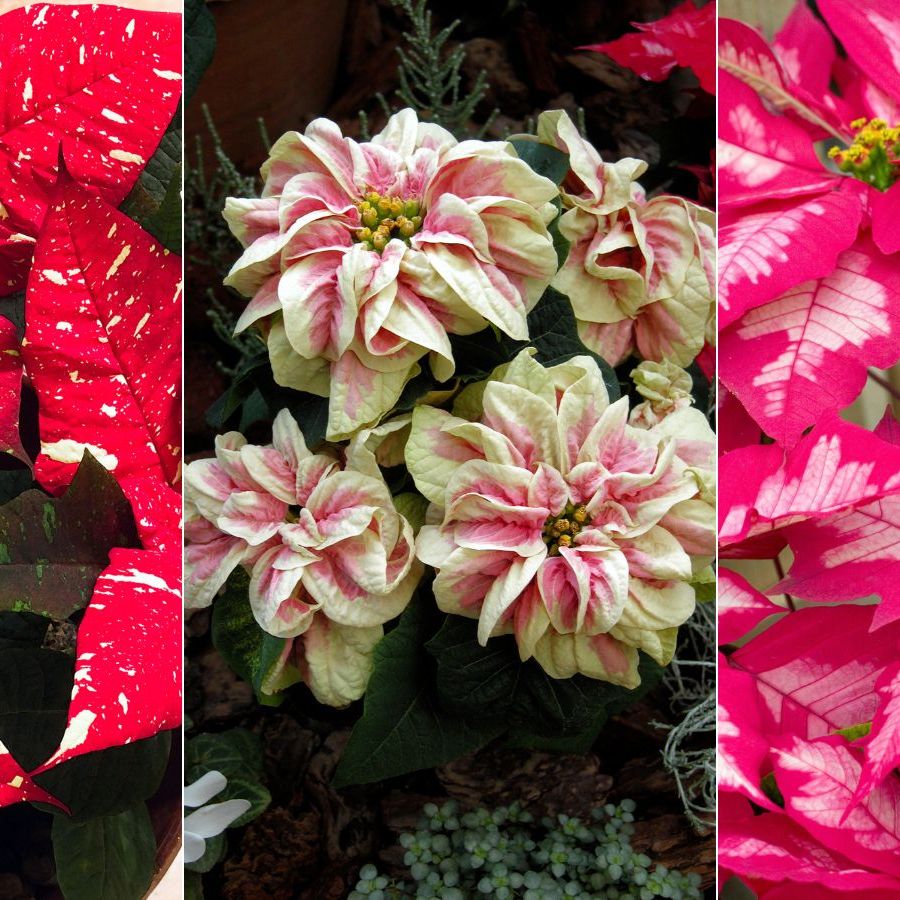 Different Colors Of Poinsettias