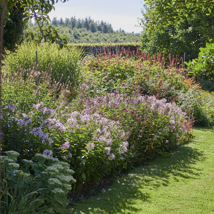 Shallow Root Shrubs In The Garden Backyard Plants Flowering Shrubs