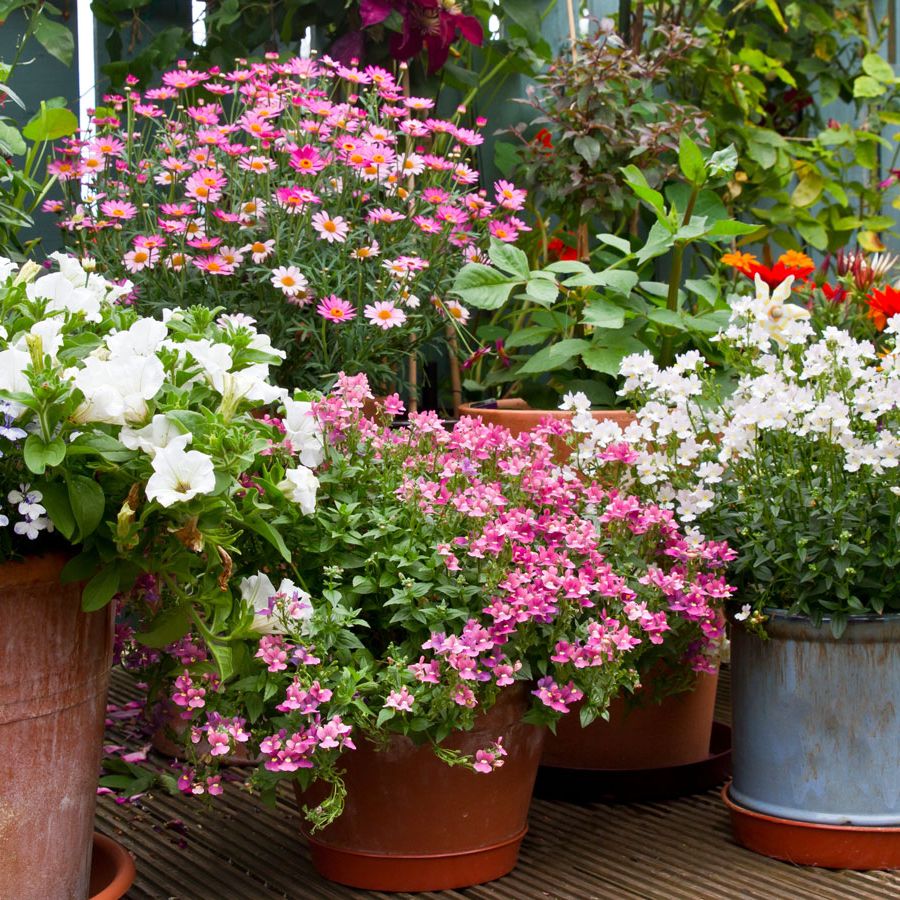 Pictures Of Outdoor Plants And Flowers