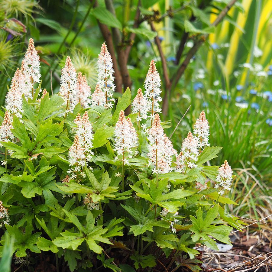 Outdoor Plants For Shade