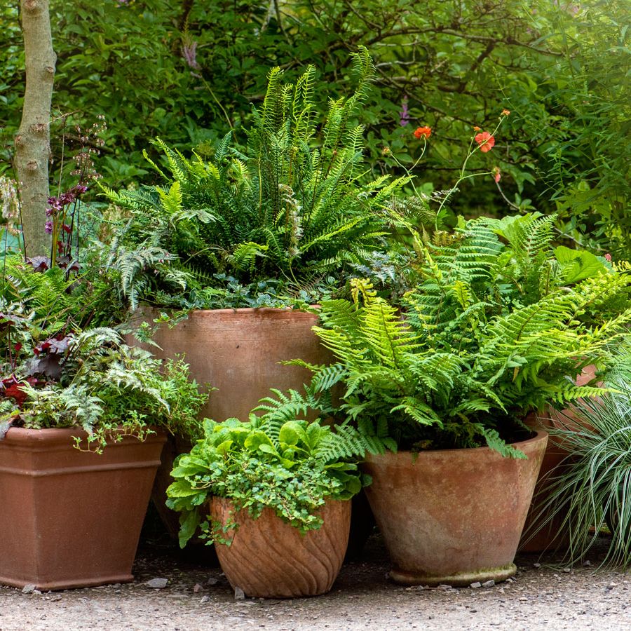 Shade Loving Container Shrubs