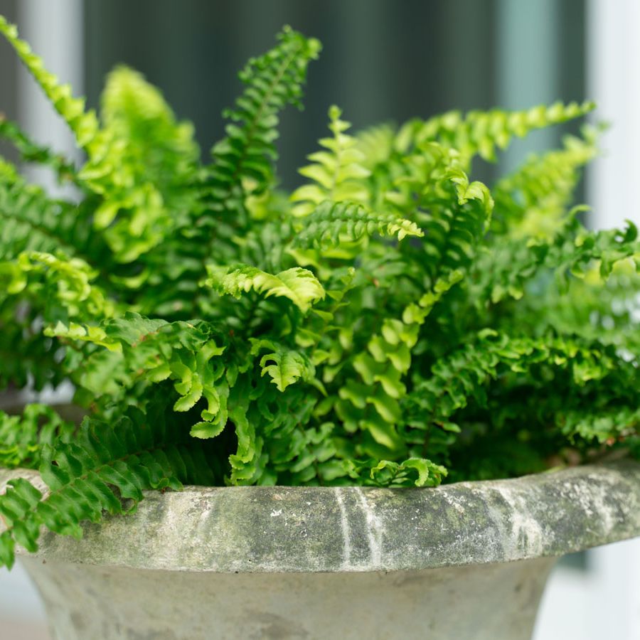 Are Boston Ferns Outdoor Plants