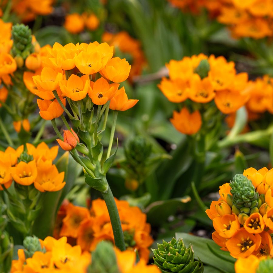 Sun Star Orange Perennial Flower
