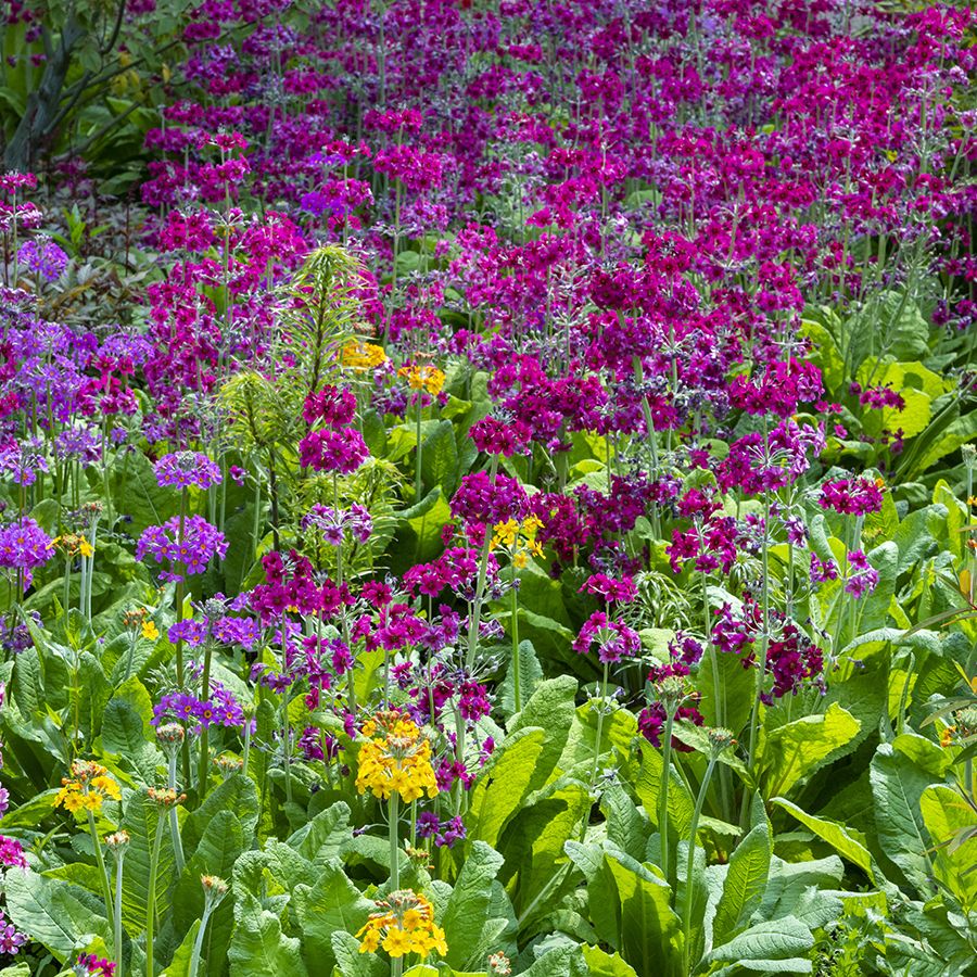 Long Blooming Shade Perennials
