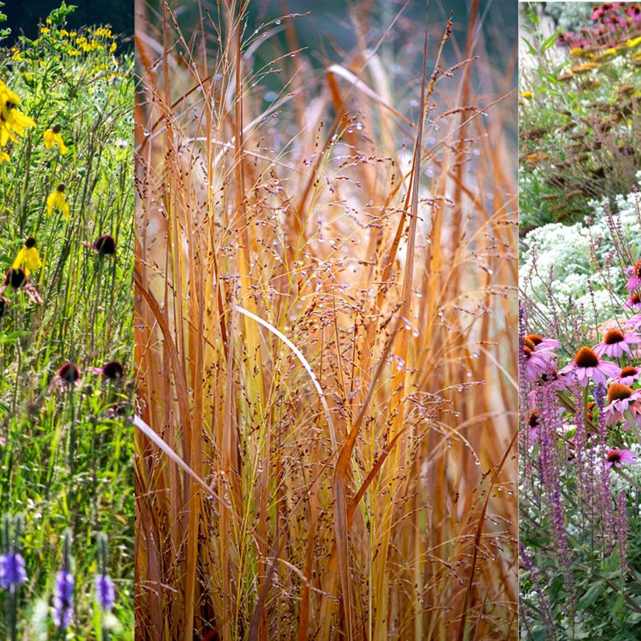 Prairie Grass Garden Plan
