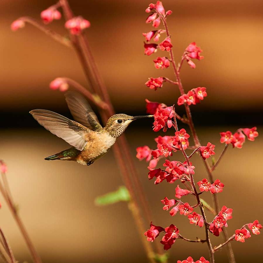 Spring Flowers And Hummingbirds