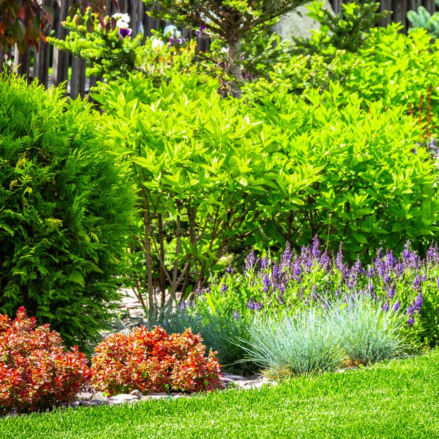 What Are The Best Low Maintenance Shrubs And Plants Treppendahl Landscape