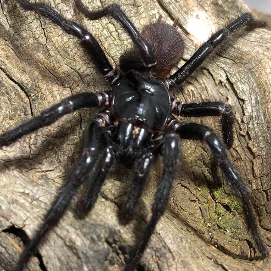 Black Widow Funnel Web