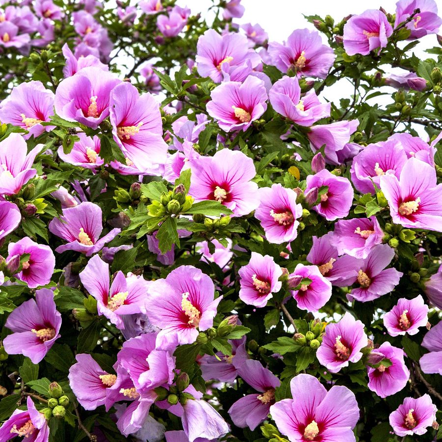 All Summer Flowering Bushes
