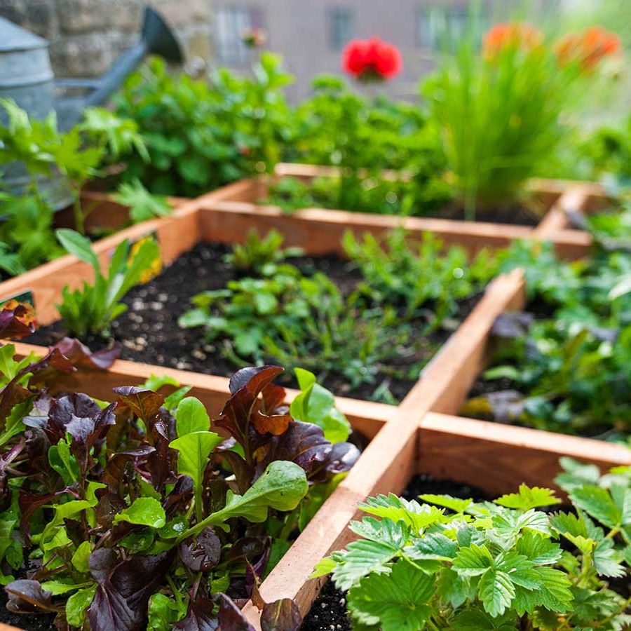 Square Foot Gardening Cold Box