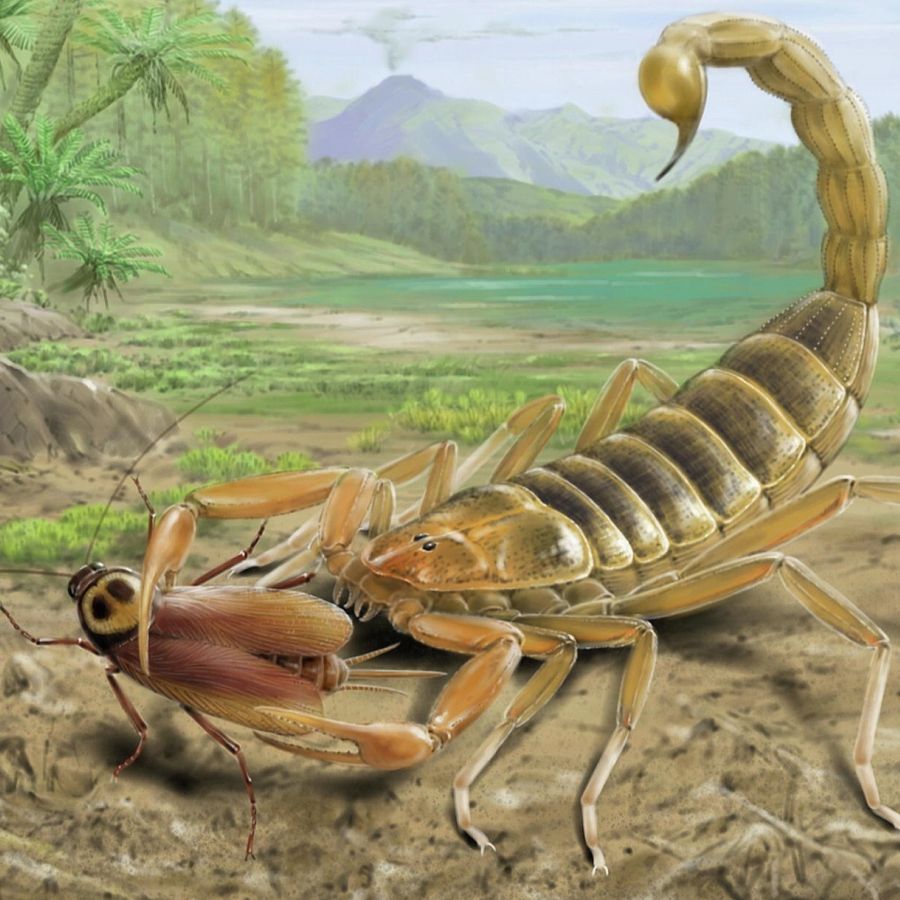 Giant Scorpion Fossil
