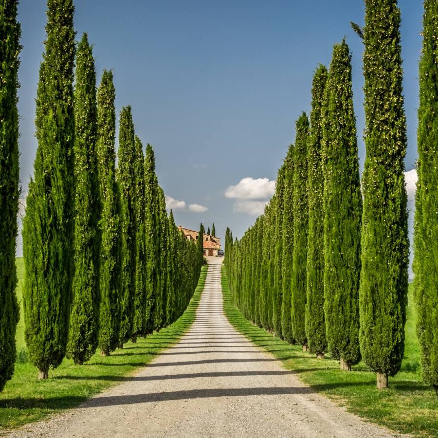 Best Trees For Long Driveway 6 Best Trees To Line Driveways (Colorful