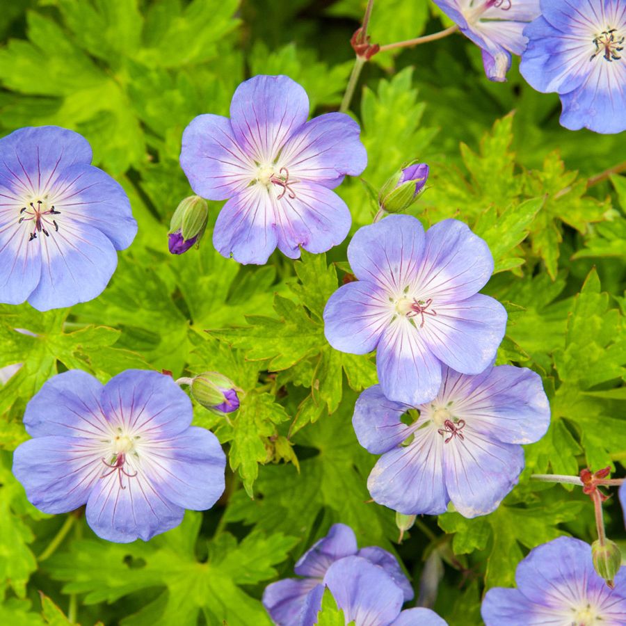 Cranesbill Geranium Perennial Kaya Cranesbill (Hardy Geranium)