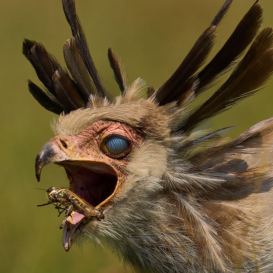 Birds With Human Mouths