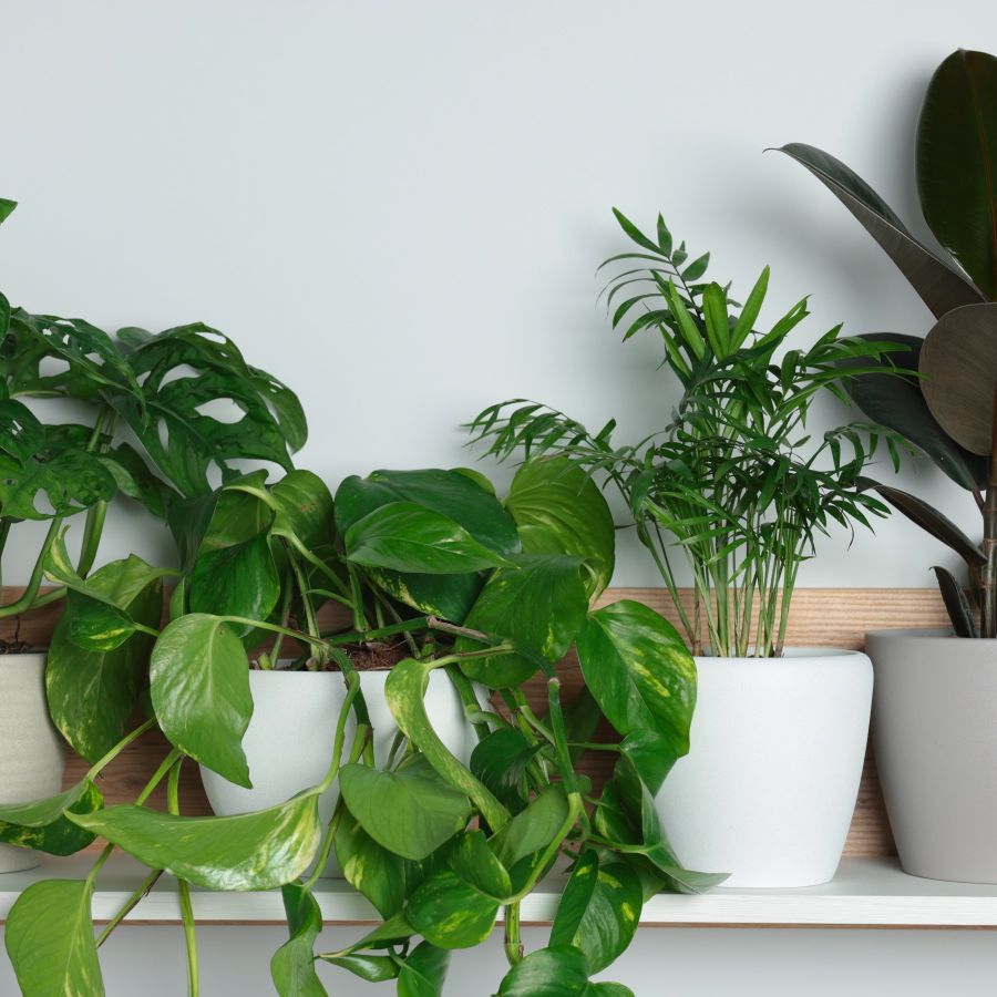 Identifying Small House Plants