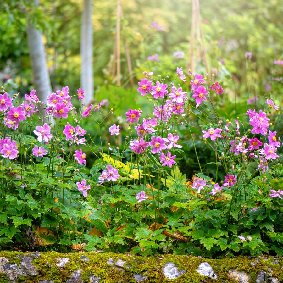 Late Summer Fall Blooming Flowers