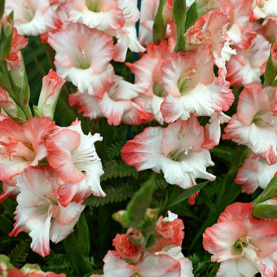 Gladiolus Hybrida