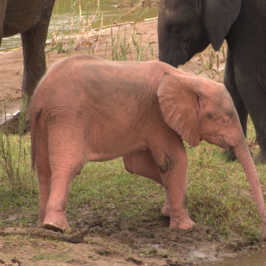 Albino Olifant