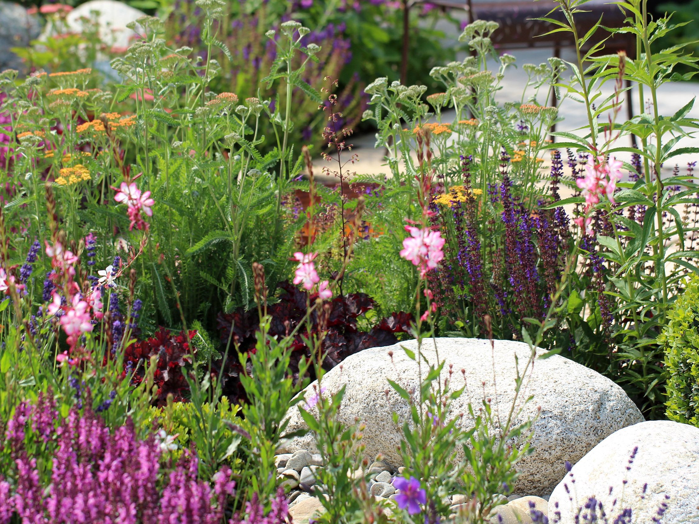 Small Rock Garden Plants