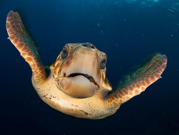 What Are 5 Interesting Facts About Sea Turtles - Infoupdate.org