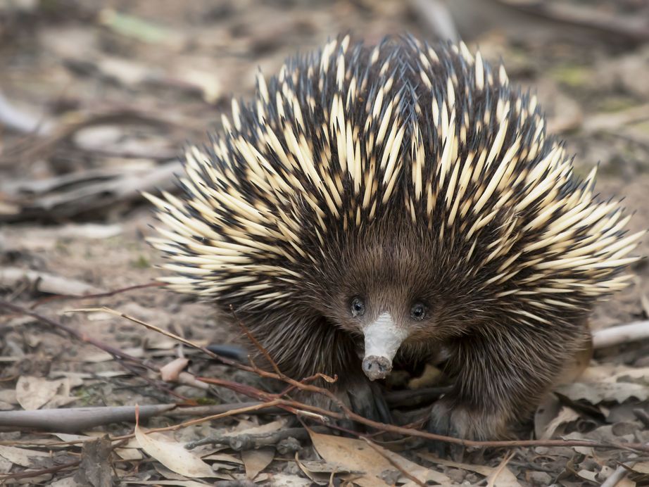 Australian Echidna Eggs