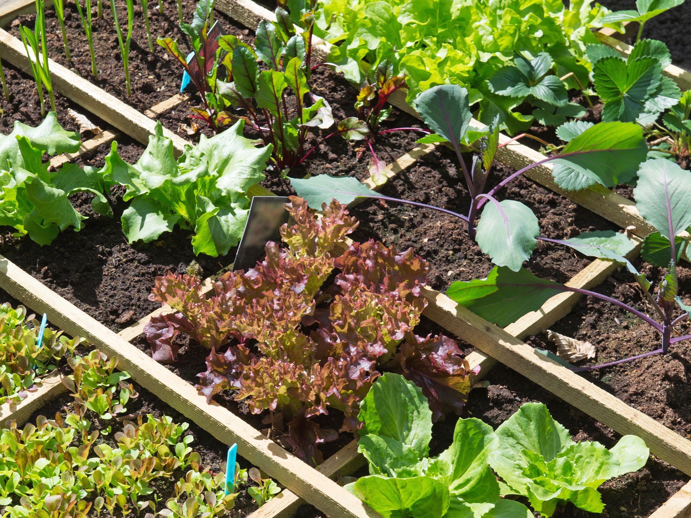 Raised Square Foot Garden Plan First To Doing Square Foot Gardening