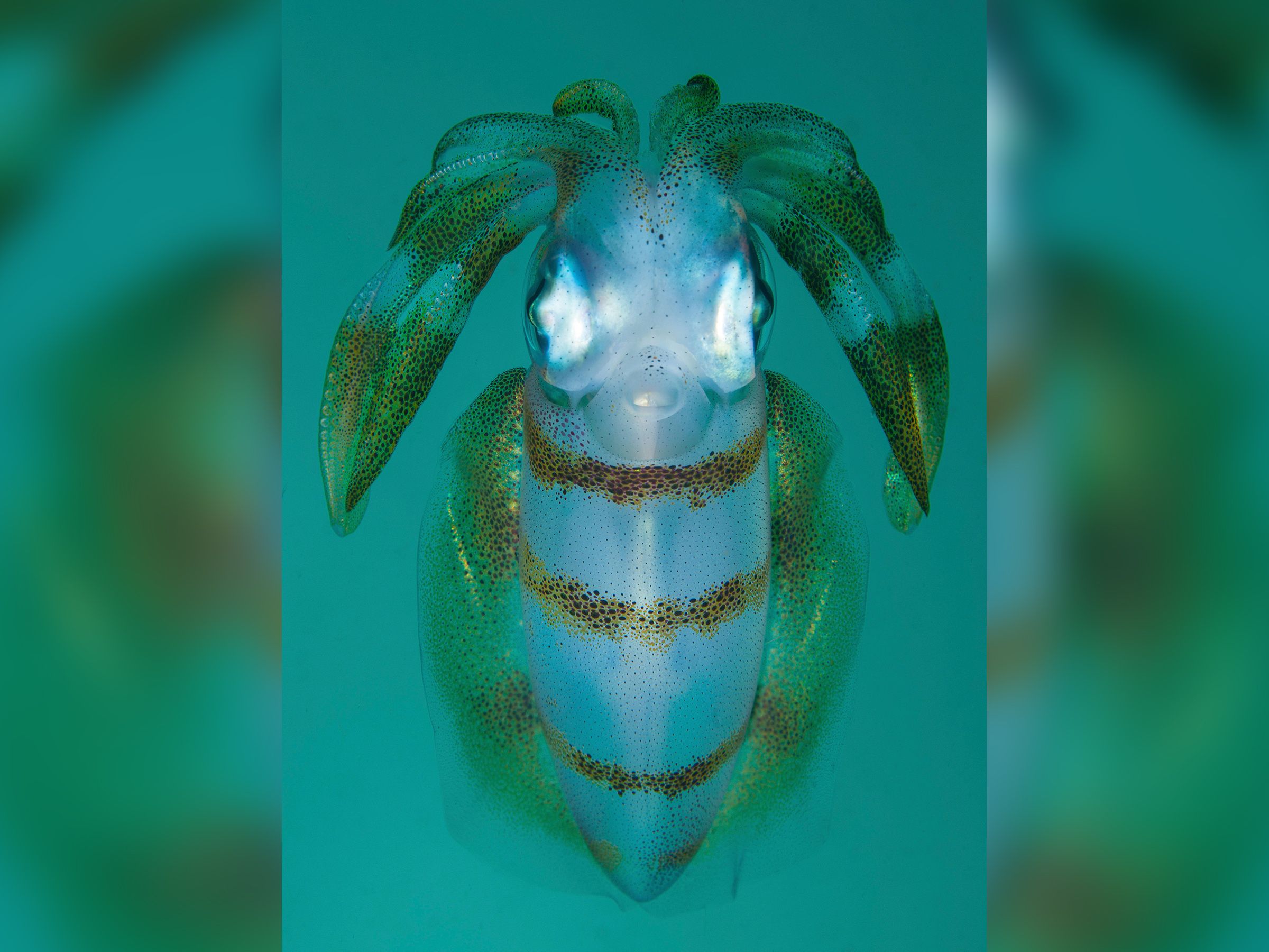 Weirdest Sea Animals Ever Top 5 Weirdest Sea Animals | HubPages