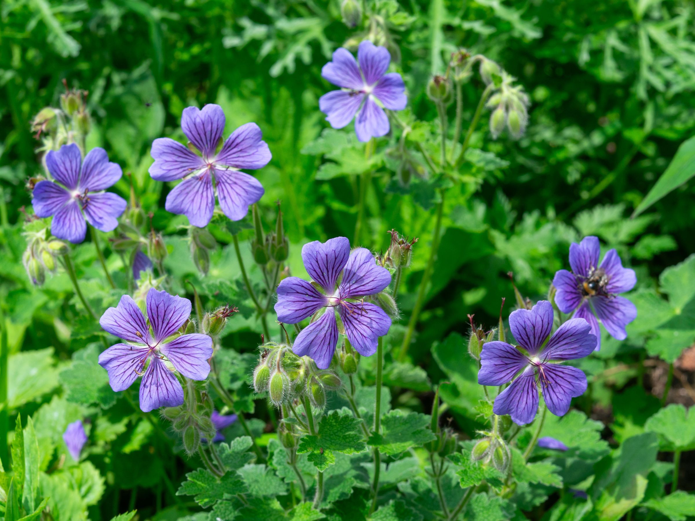 Cutting Back Geraniums For Winter How To Overwinter Geraniums | The