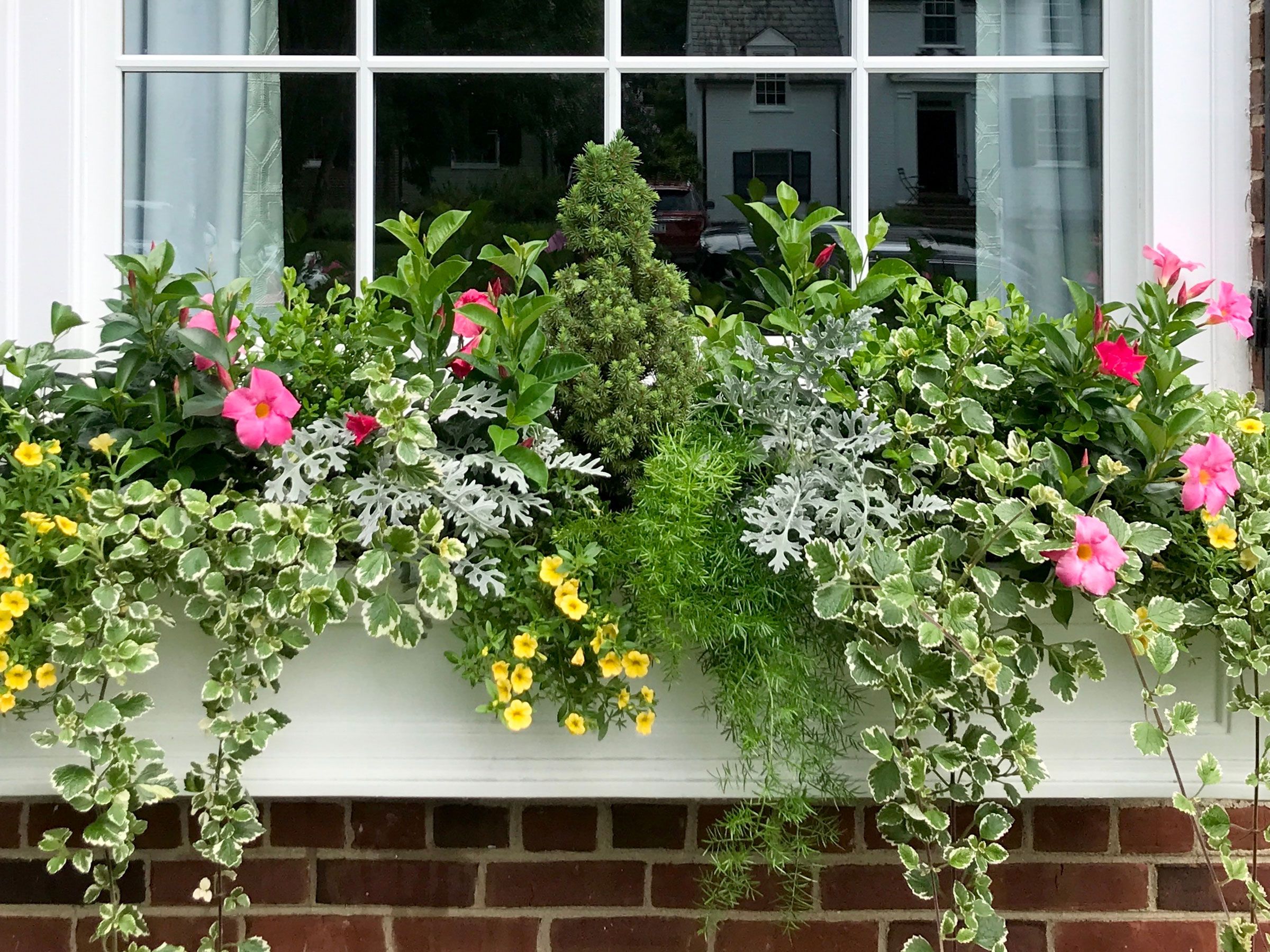 Annual Flowers For Window Boxes