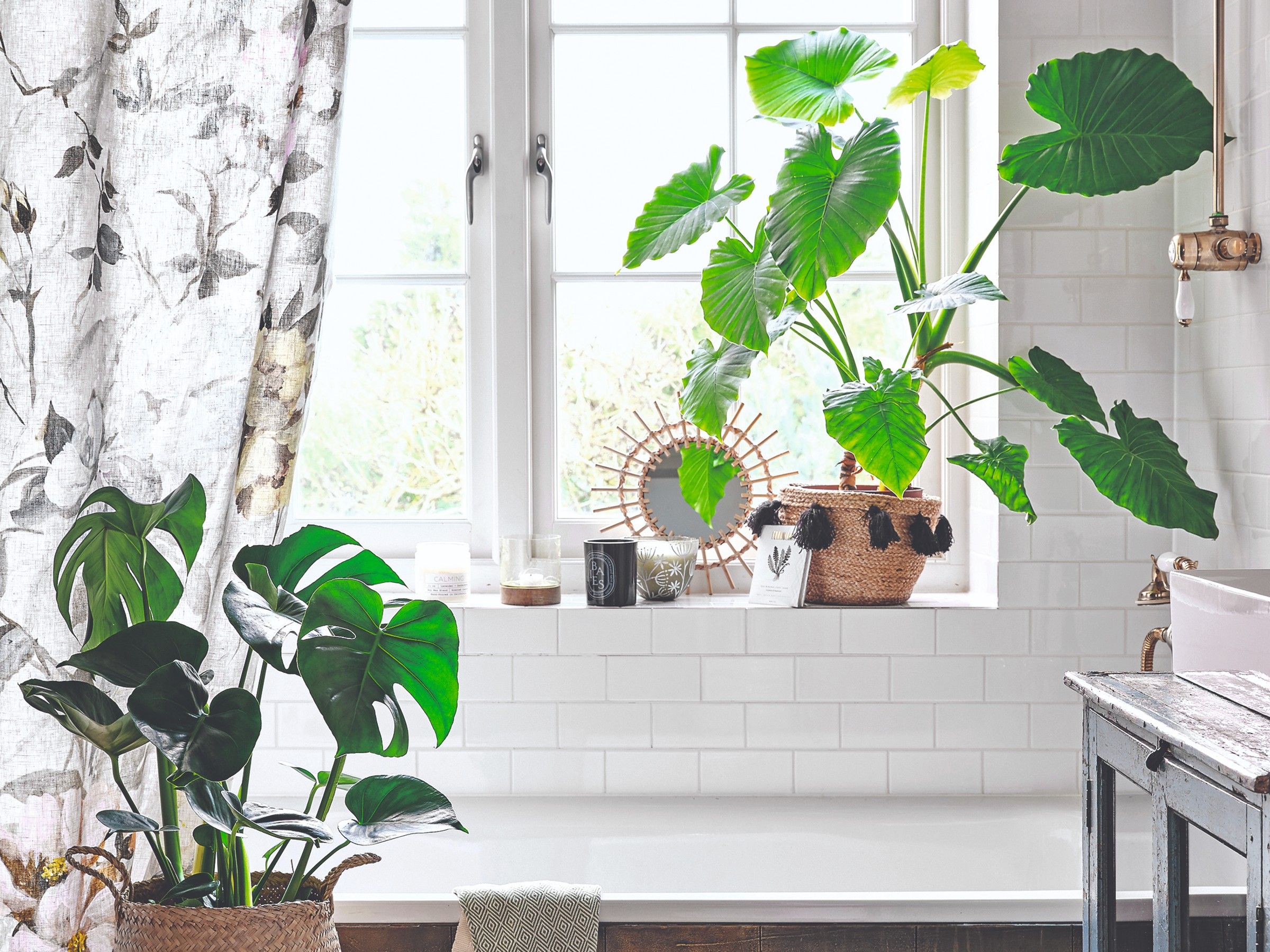 Keep Your Indoor Plants Alive With This Valuable How To Keep Plants