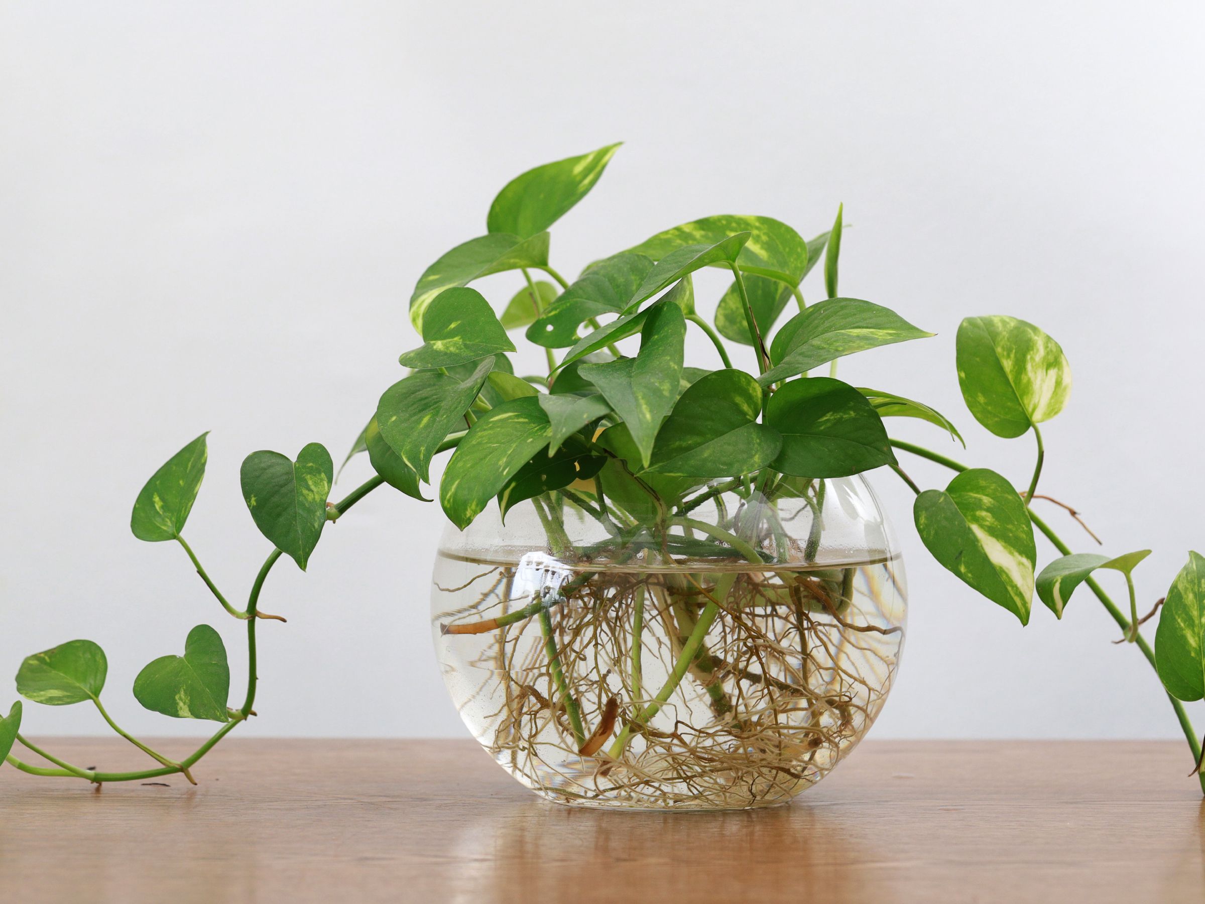 Propagating Pothos How To Root Pothos Cuttings — Empress Of Dirt