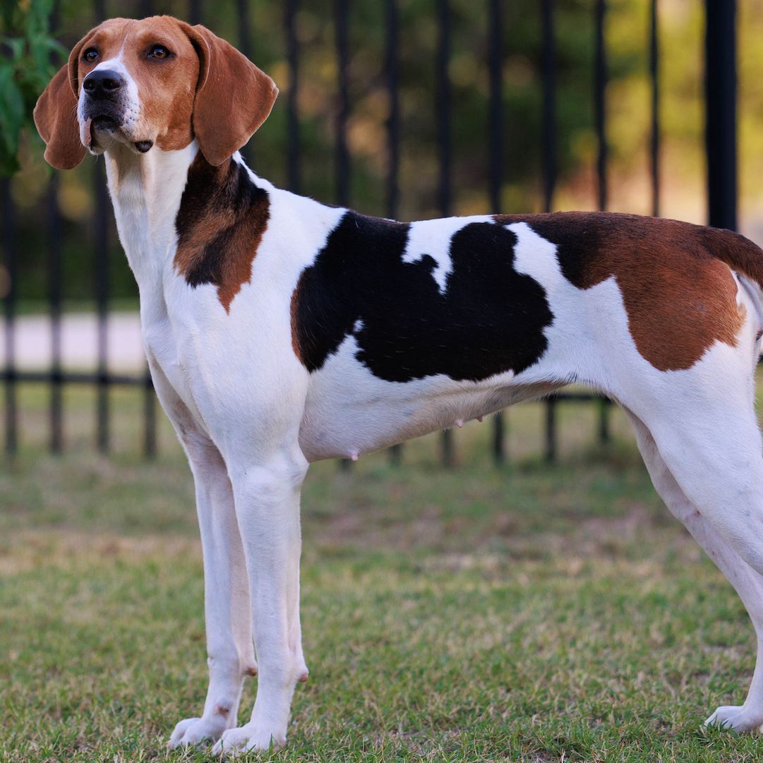 American Foxhound Puppy