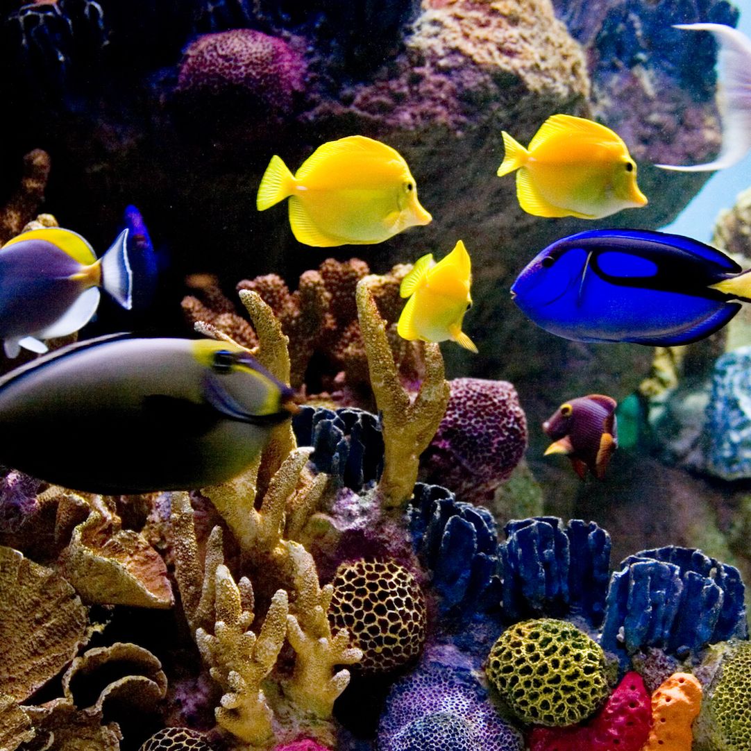 Common Saltwater Fish Aquarium