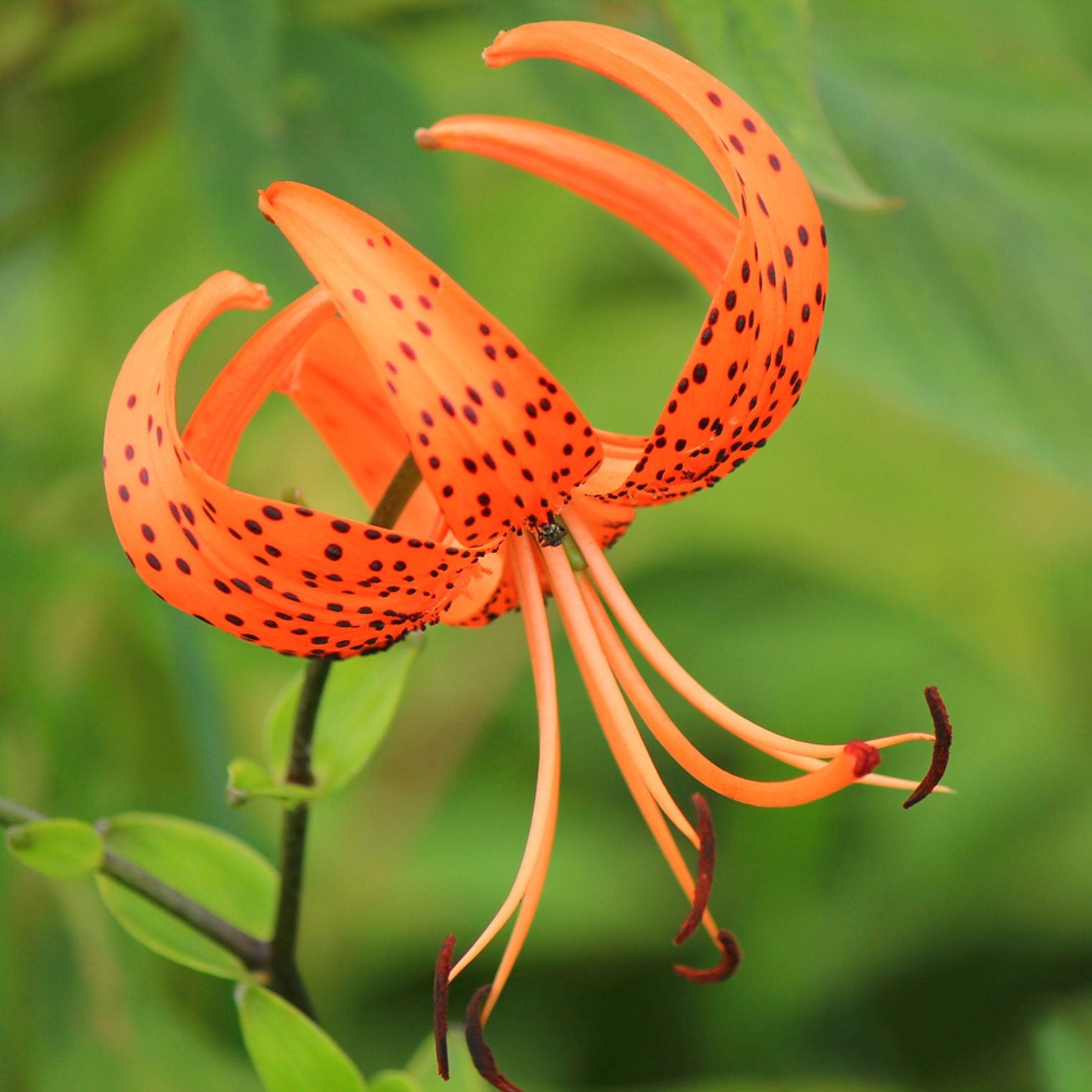 Tiger Lily Varieties