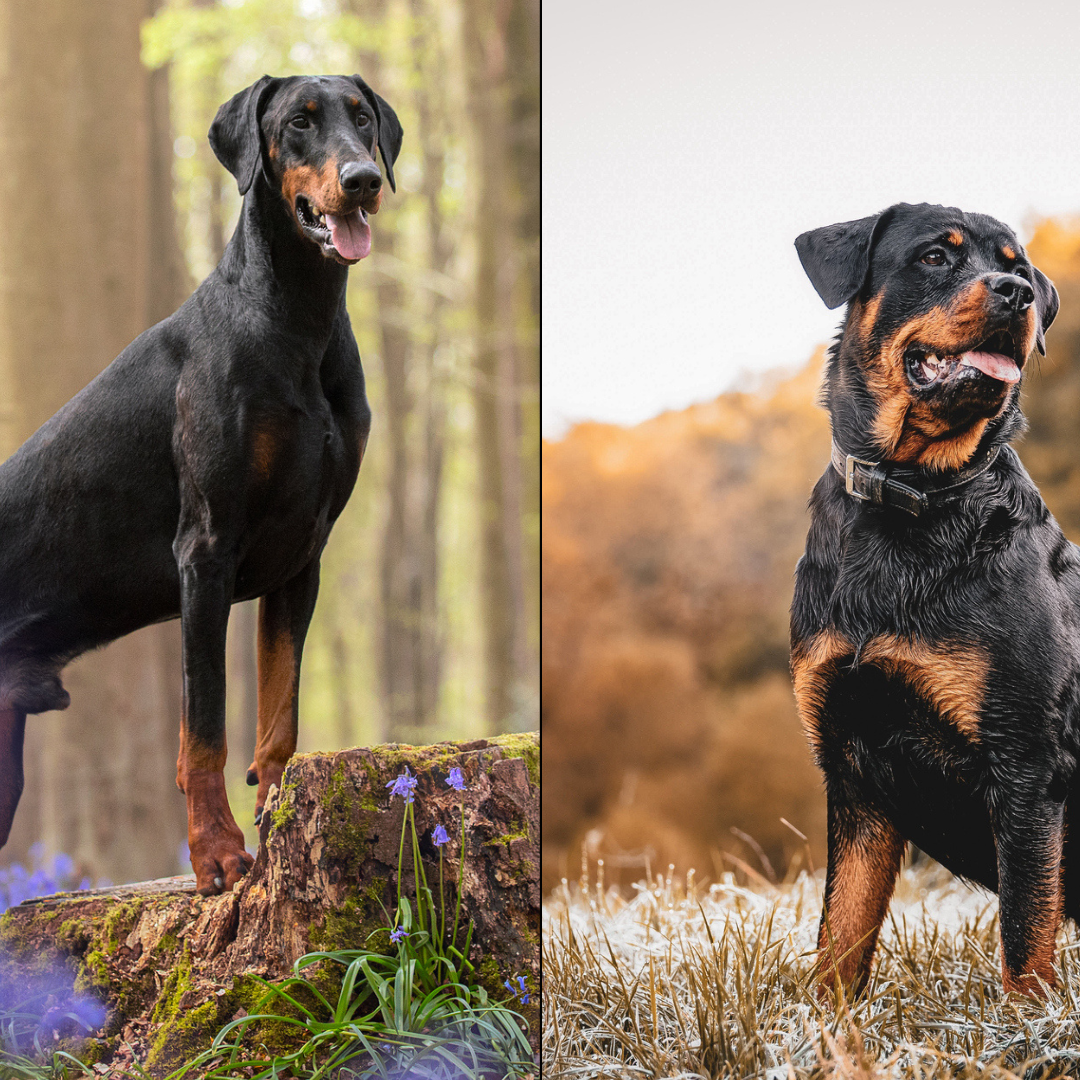 Rí Doberman Vs Doberman