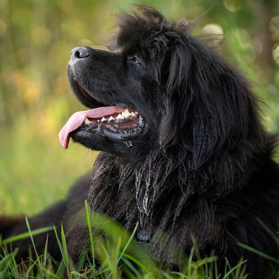 Newfoundland Dog Breed Information With Photos Videos Newfoundland Dog