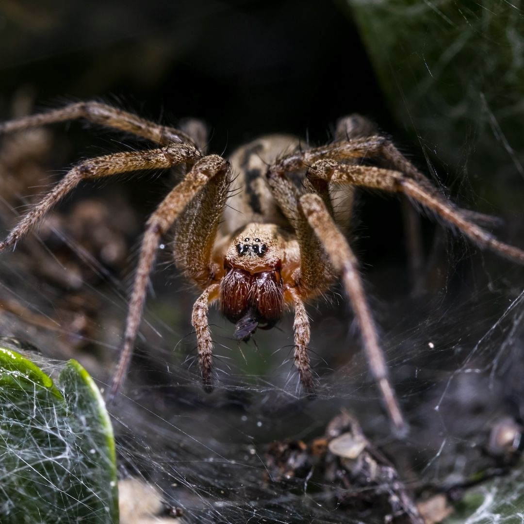 Where Does A Spider Live