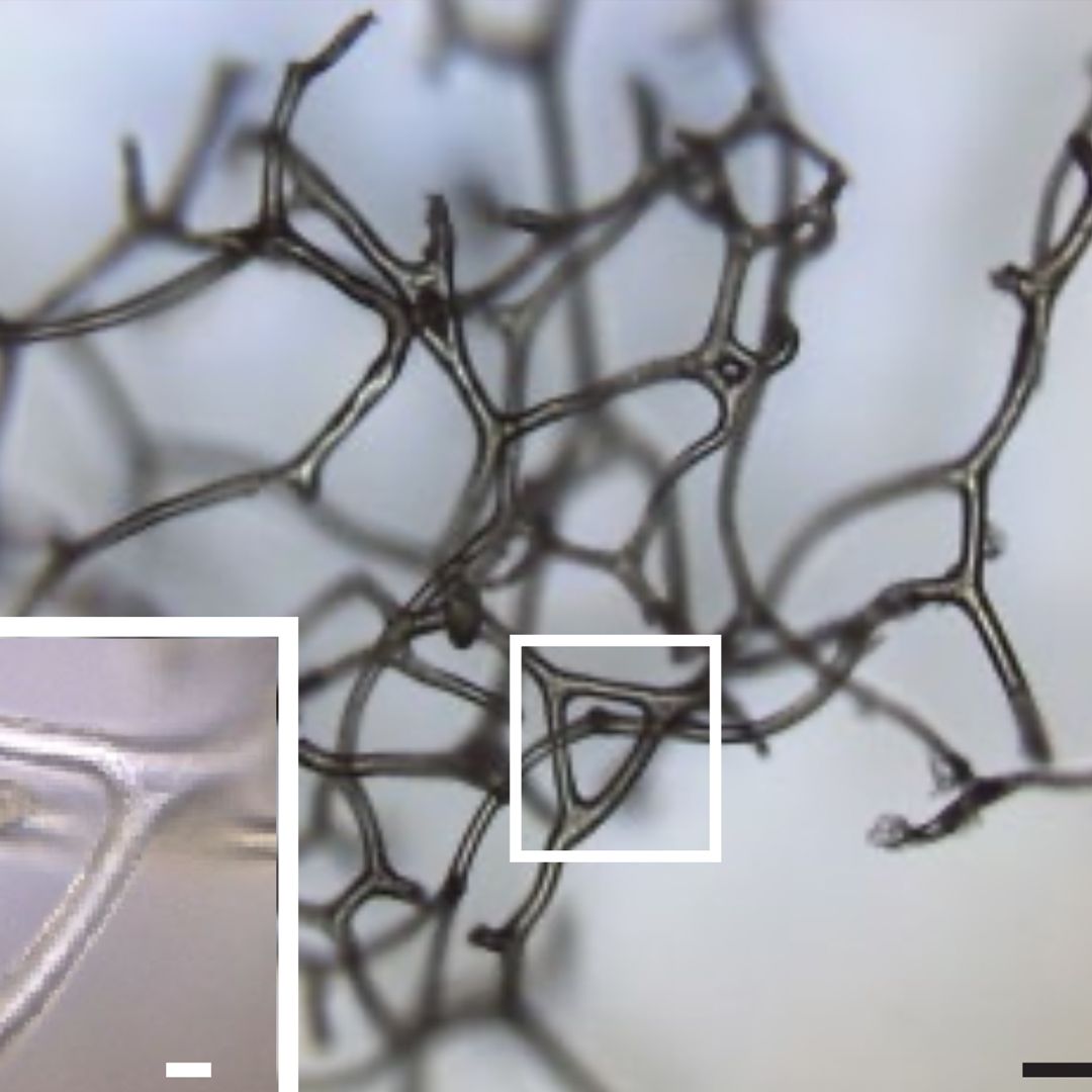 Sponge Under Microscope