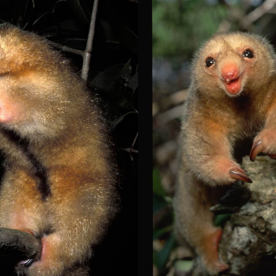 Silky Anteater