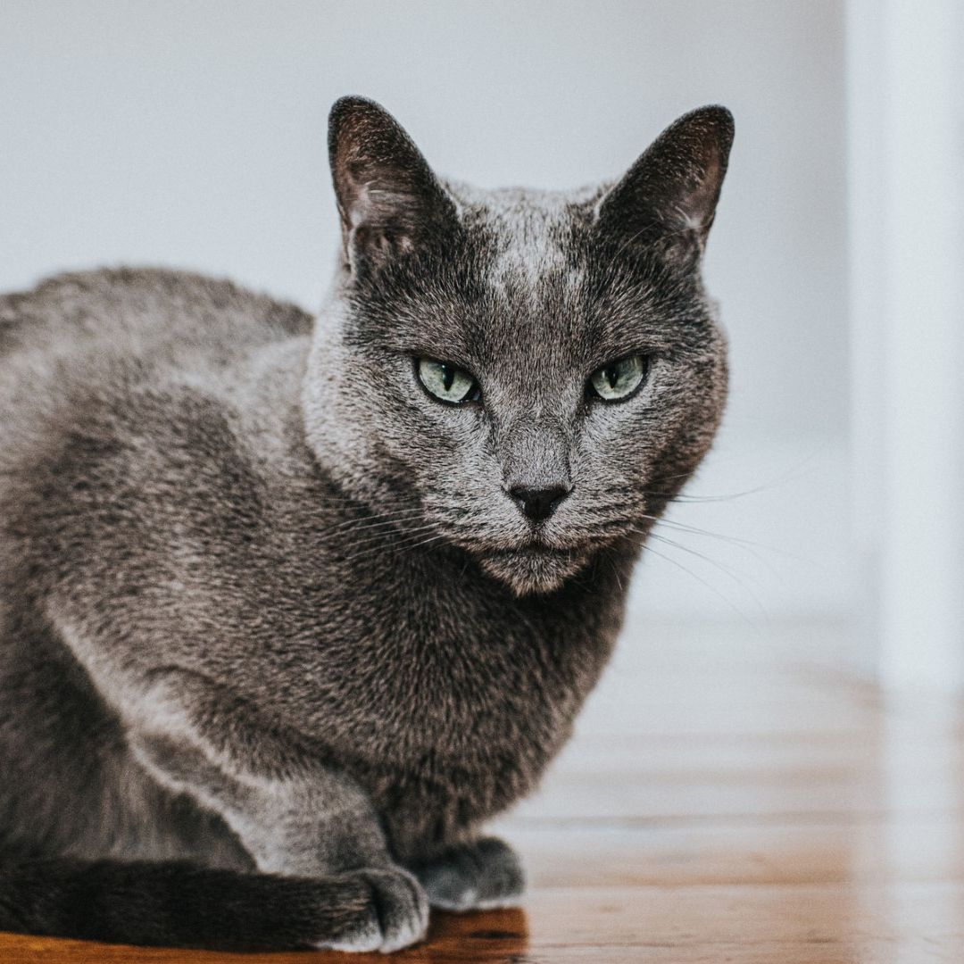 Rare Russian Blue Kittens Russian Blue Cat Breed Health And Care PetMD