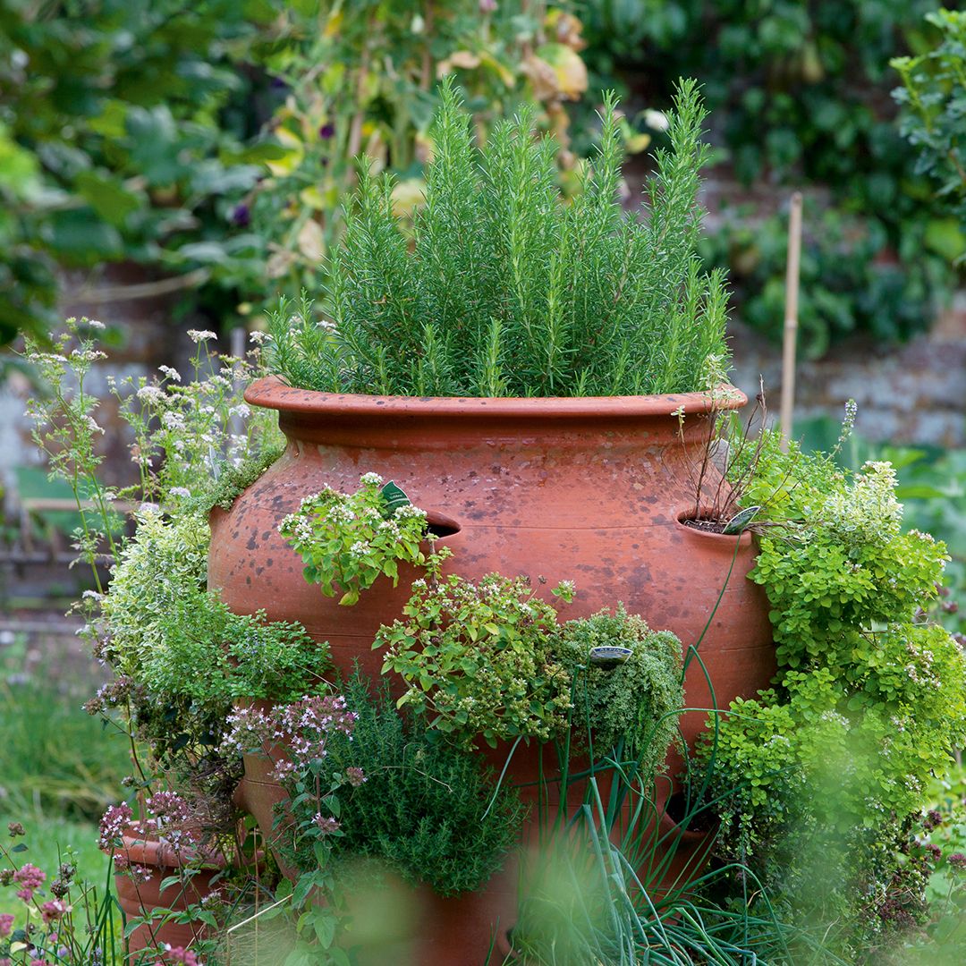 For Inside Herb Gardens In Containers