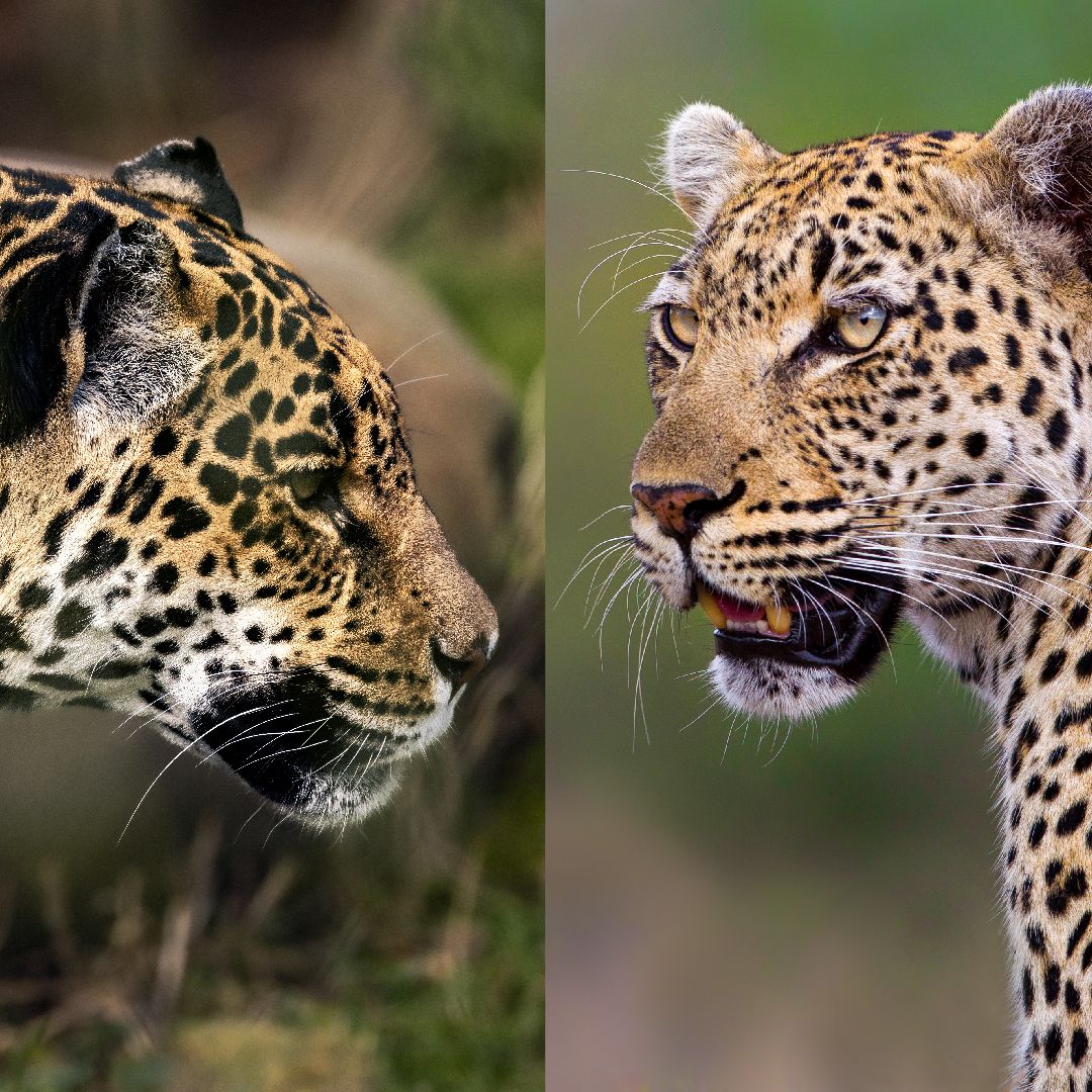 Difference Between Jaguar And Leopard