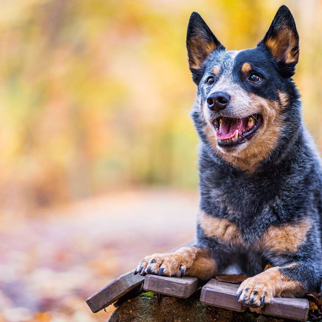 Queensland Heeler Dog Breed