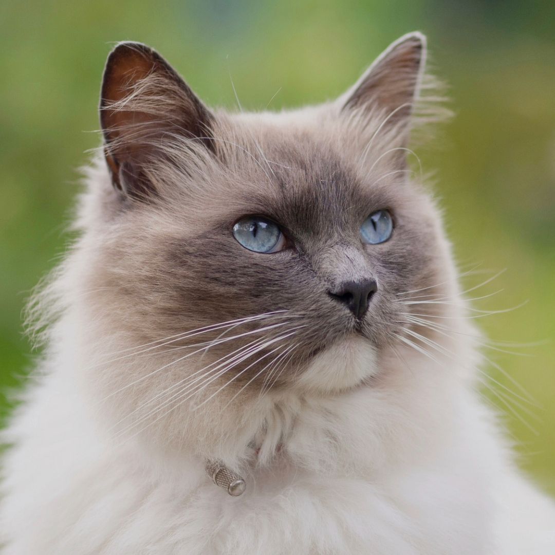 Ragdoll Cat Breed