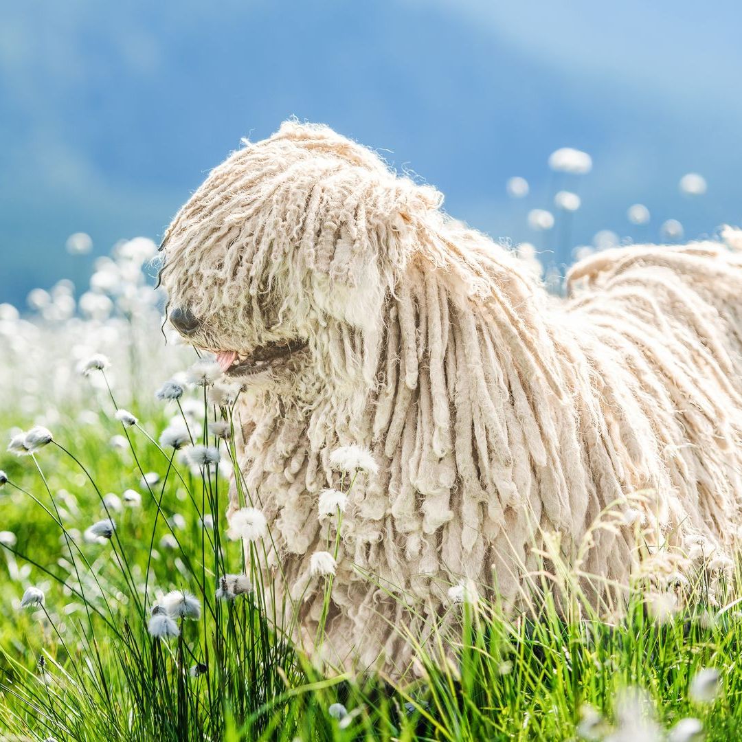 15 Strange And Unusual Dog Breeds