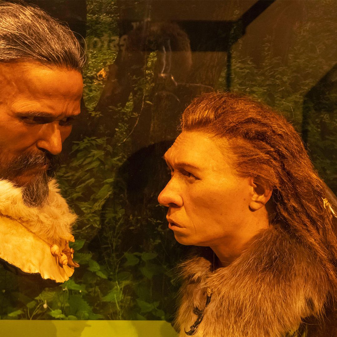 Neandertals And Modern Humans Started Mating Early