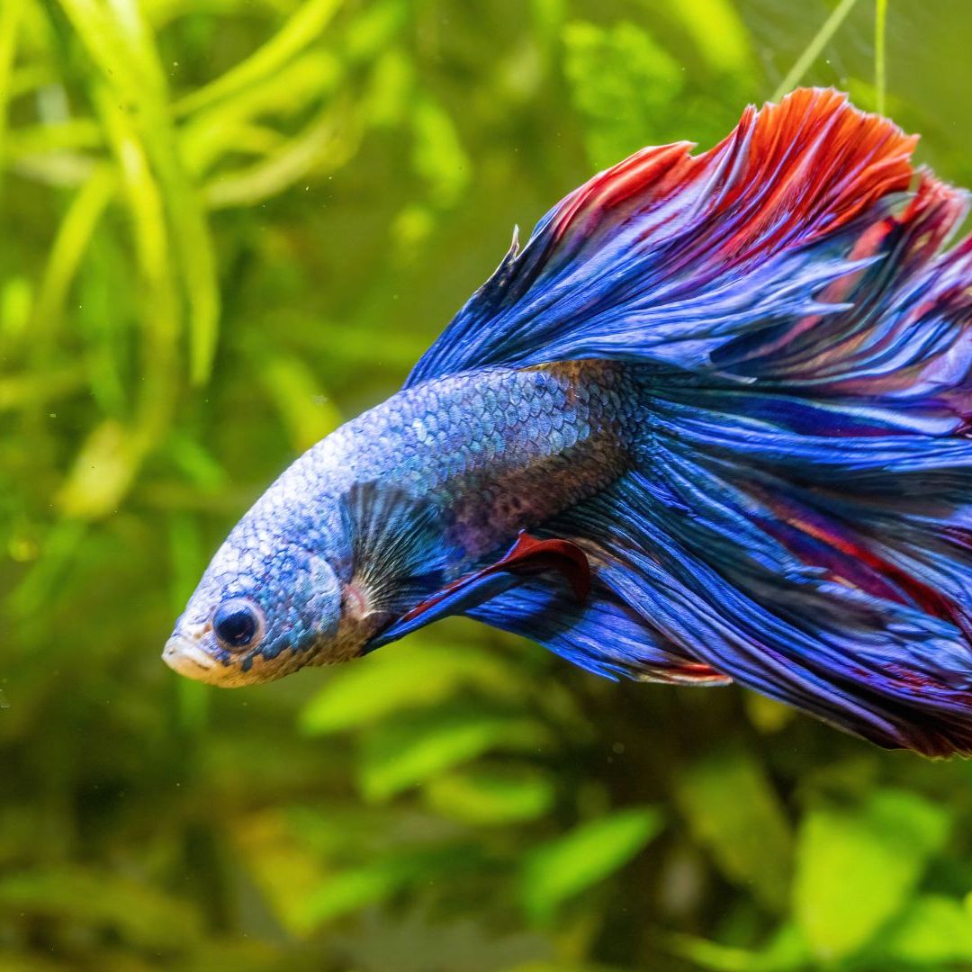 Cool Saltwater Fish Pets