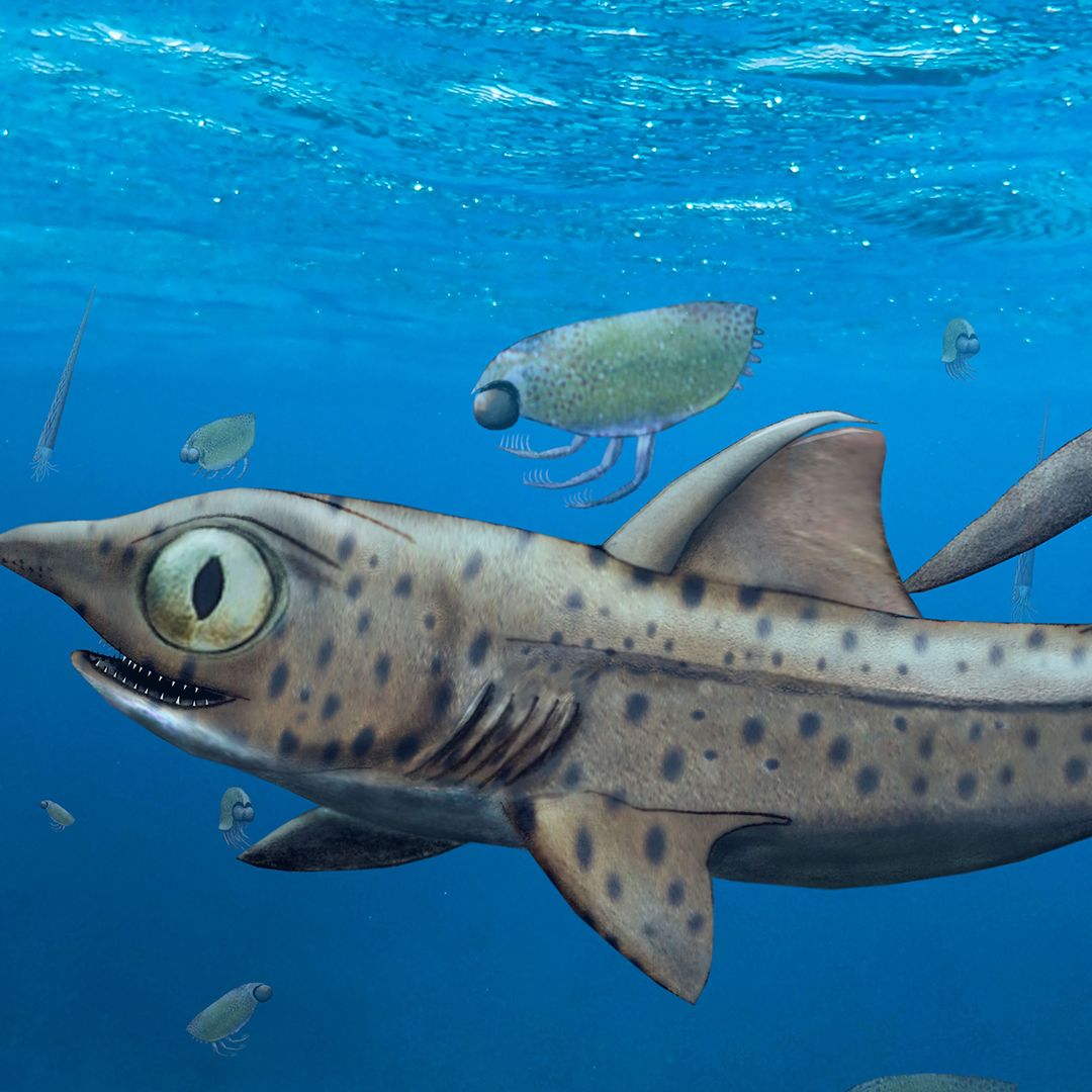 Prehistoric Sharks Found