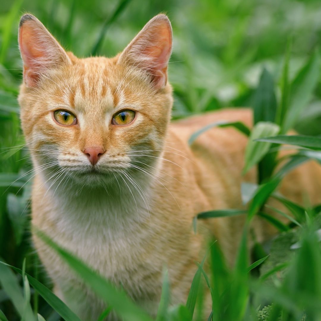 Light Ginger Tabby Cat