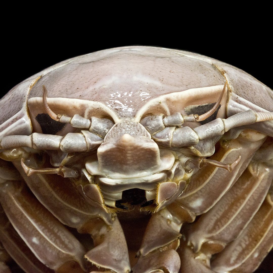 Bug Gigante Subaquatico